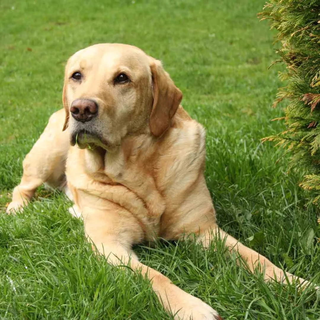 Dog Training for Adult Dogs - A Realistic, Honest Adult Dog Training ...