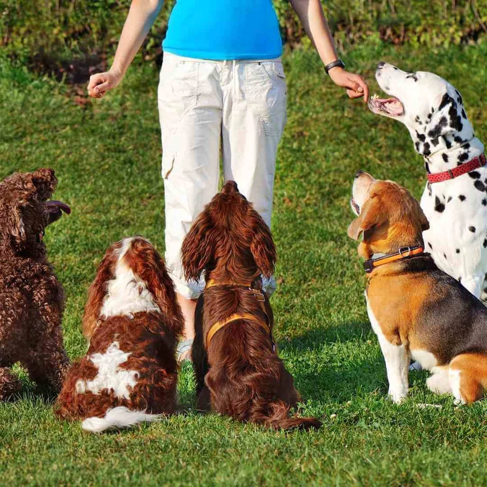 Dog Training for Adult Dogs - A Realistic, Honest Adult Dog Training ...