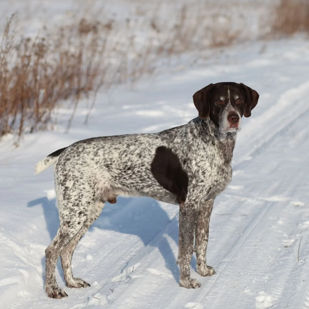 Training GSP - A Realistic, Honest GSP Training Guide — Best Mate Dog ...
