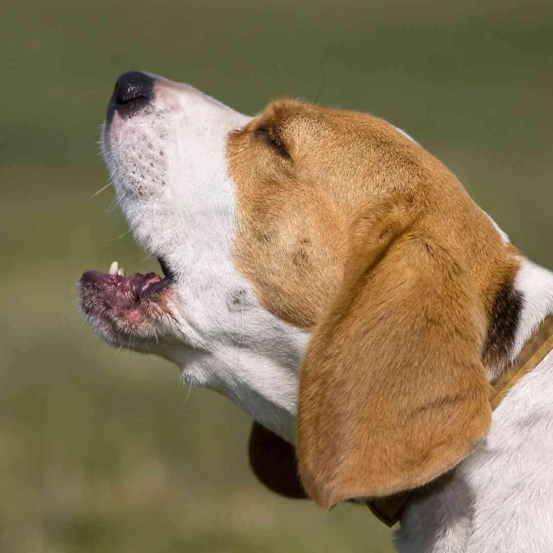Stopping Your Dog Barking - The Realistic, Honest Guide to Dog Barking ...