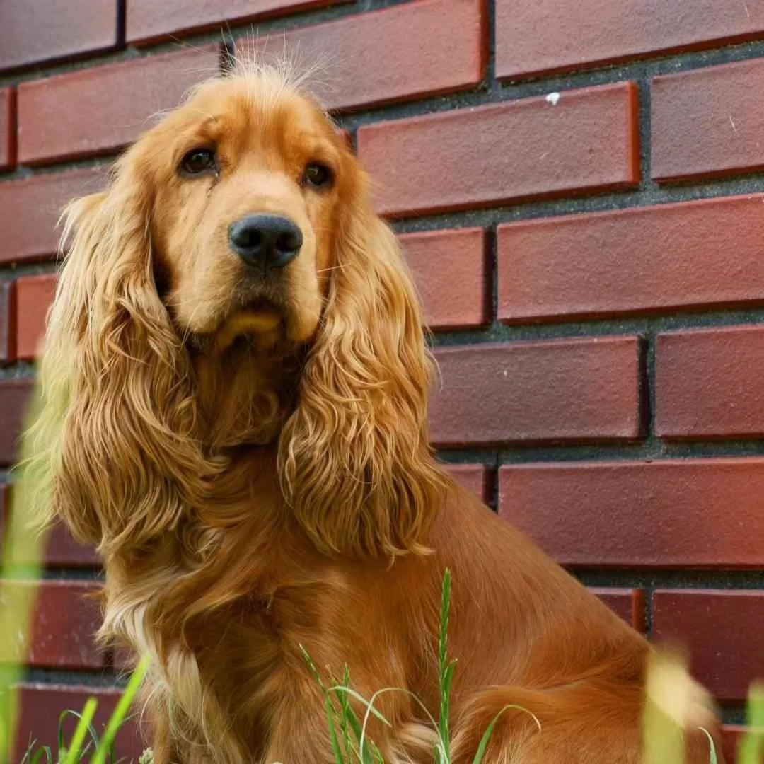 Training Cocker Spaniels - A Realistic, Honest Cocker Spaniel Training ...