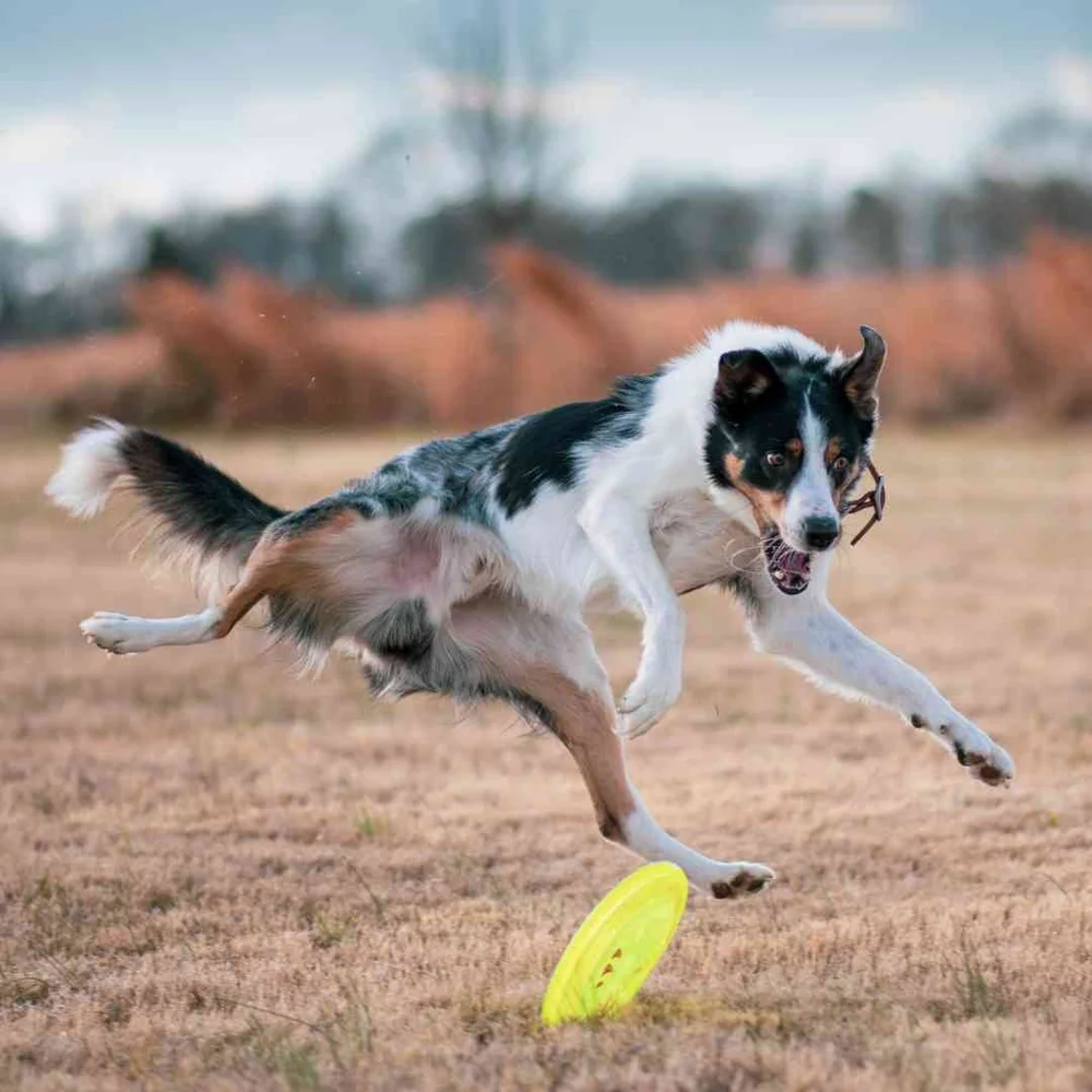 Training a Border Collie - a Realistic, Honest Border Collie Training ...