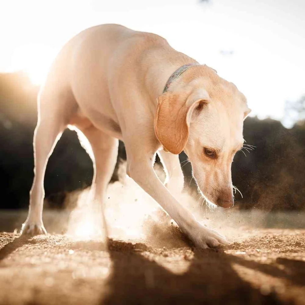 How do you stop dogs digging - the honest, realistic guide. — Best Mate ...