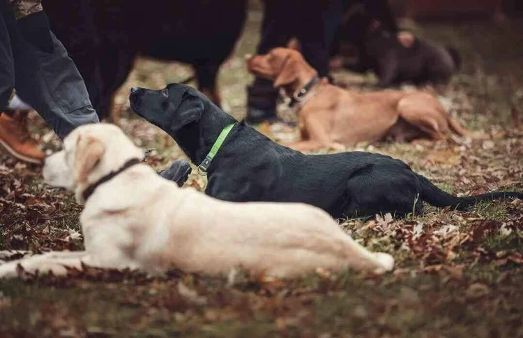 Canine Obedience Training (that actually works in real life...) — Best ...