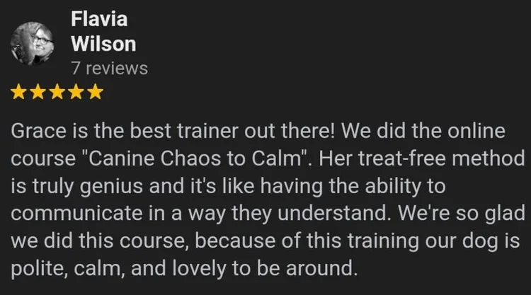 Training GSP - A Realistic, Honest GSP Training Guide — Best Mate Dog ...