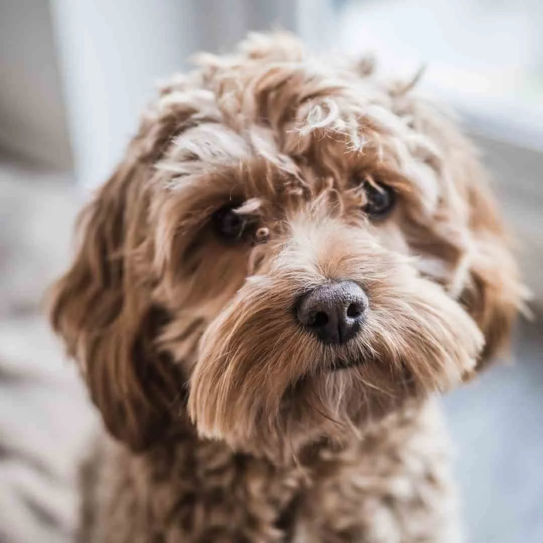 An Honest Guide to Cockapoo Pros and Cons — Best Mate Dog Training ...