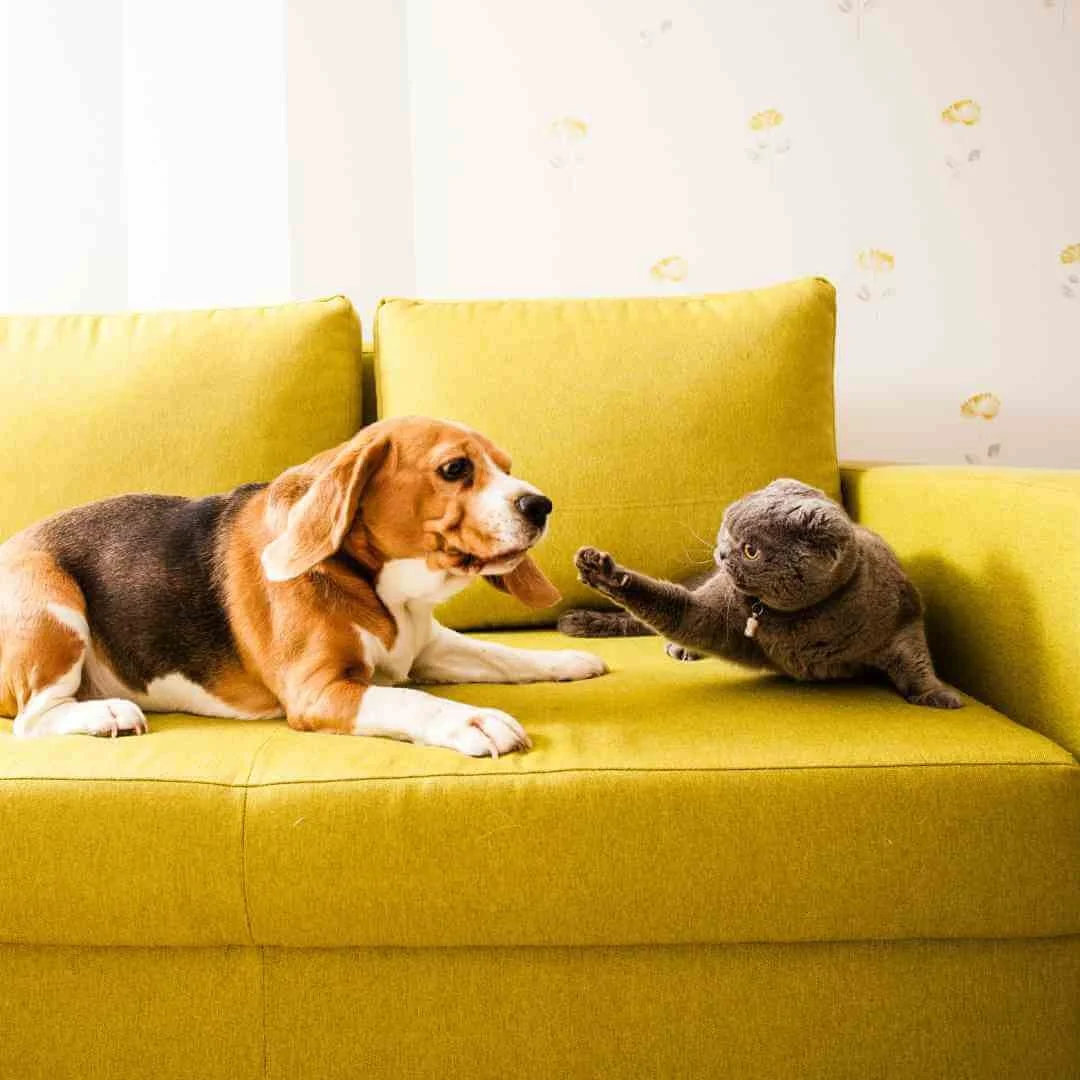 The honest, in-depth guide to stopping your dog chasing cats — Best ...