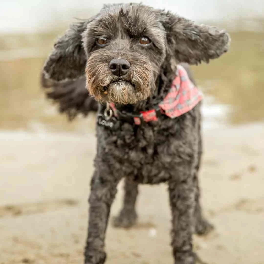 An Honest Guide to Cockapoo Pros and Cons — Best Mate Dog Training ...