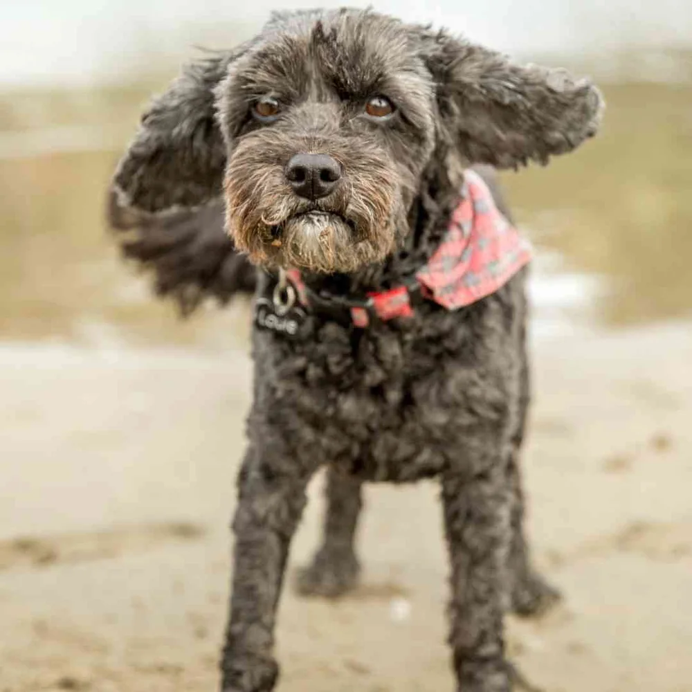 An Honest Guide to Cockapoo Pros and Cons — Best Mate Dog Training ...