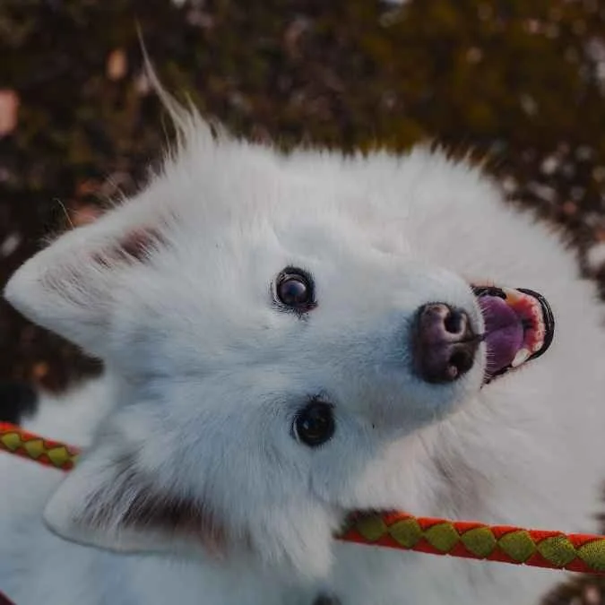 Training Samoyeds - The Realistic, Honest Samoyed Training Guide — Best ...