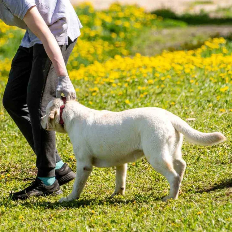 Training Labradors - A Realistic, Honest Labrador Training Guide — Best ...