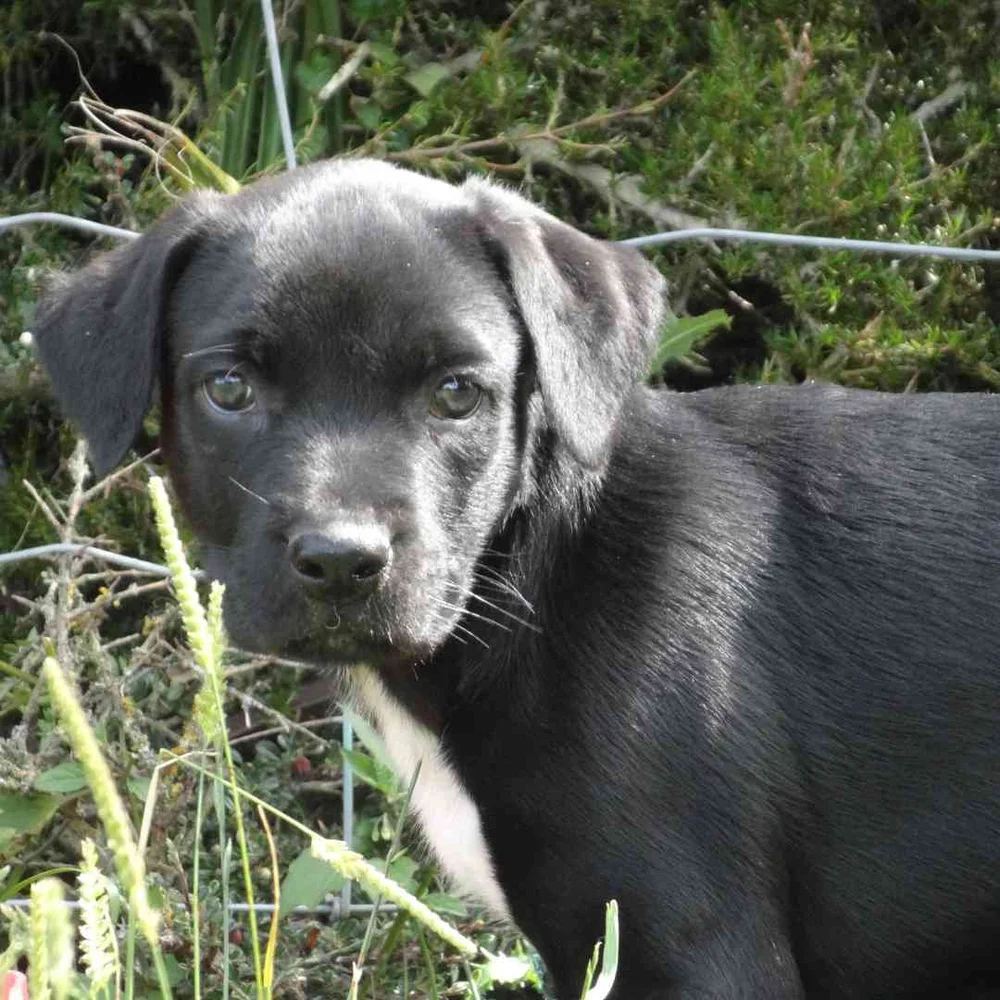 Huntaway Dog Training (as pets) - a Realistic, Honest Huntaway Training ...