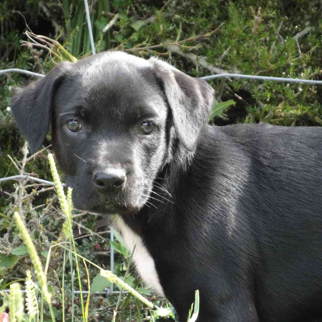 Huntaway Dog Training (as pets) - a Realistic, Honest Huntaway Training ...