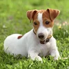 Training Jack Russells - A Realistic, Honest JRT Training Guide — Best ...