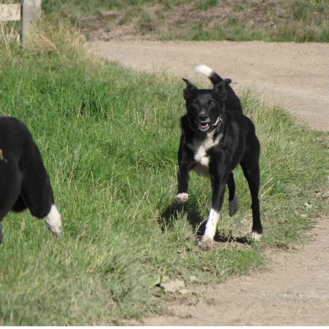 Training Heading Dogs (As Pets) – An Honest NZ Heading Dog Training ...