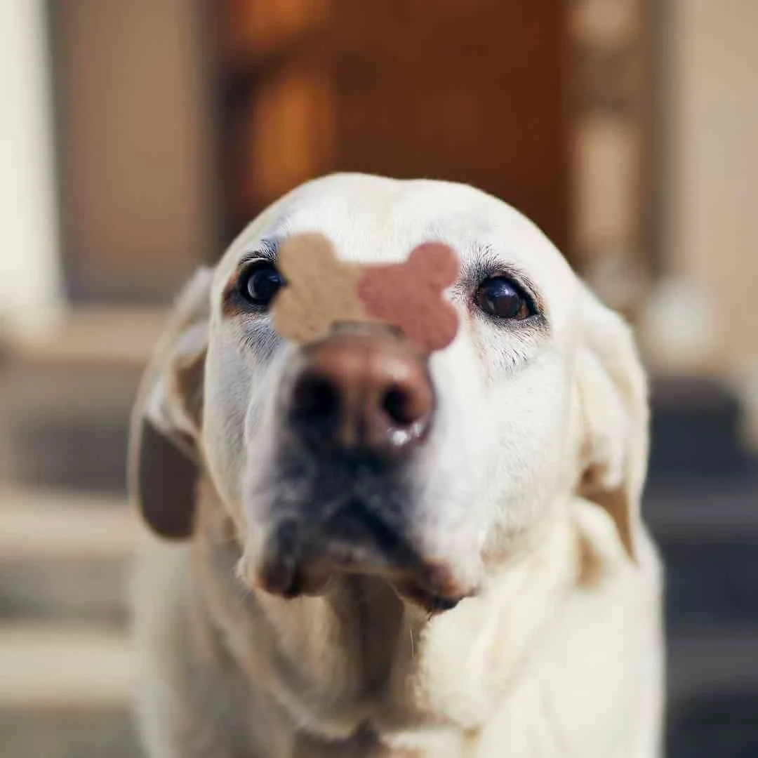 Training Labradors - A Realistic, Honest Labrador Training Guide — Best ...