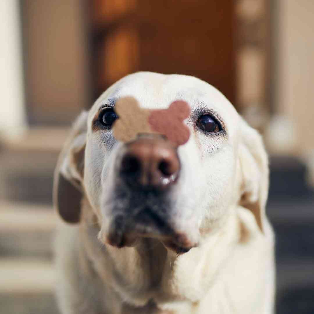Training Labradors - A Realistic, Honest Labrador Training Guide — Best ...