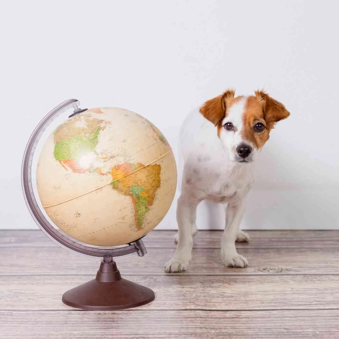 The Realistic, Honest Guide to Overexcited Dogs — Best Mate Dog ...