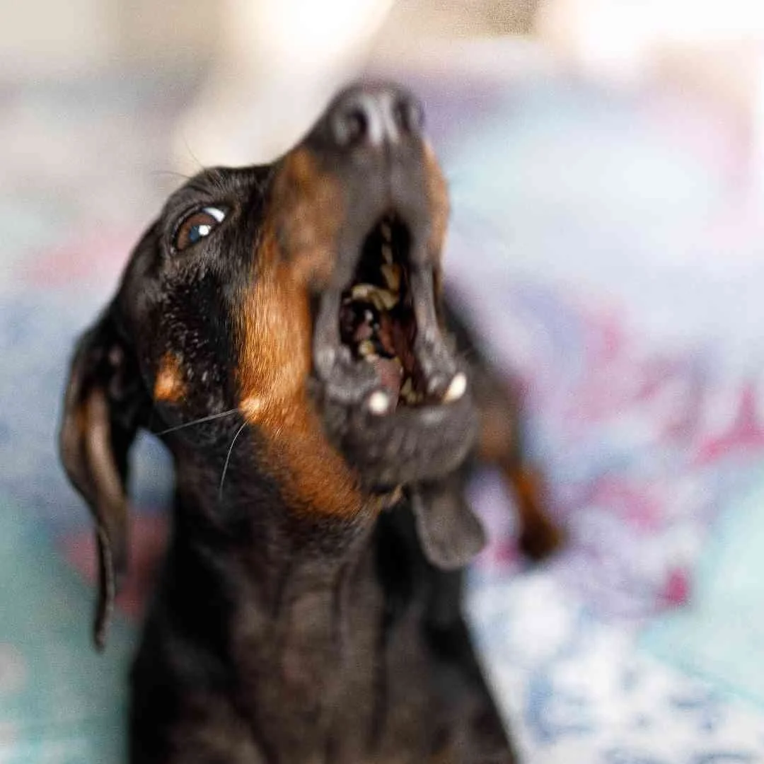 Training Dachshunds - A Realistic, Honest Dachshund Training Guide ...