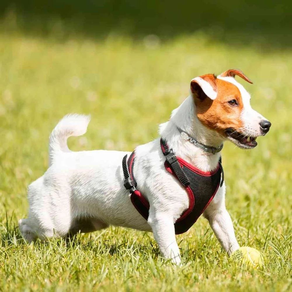 Training Jack Russells - A Realistic, Honest JRT Training Guide — Best ...