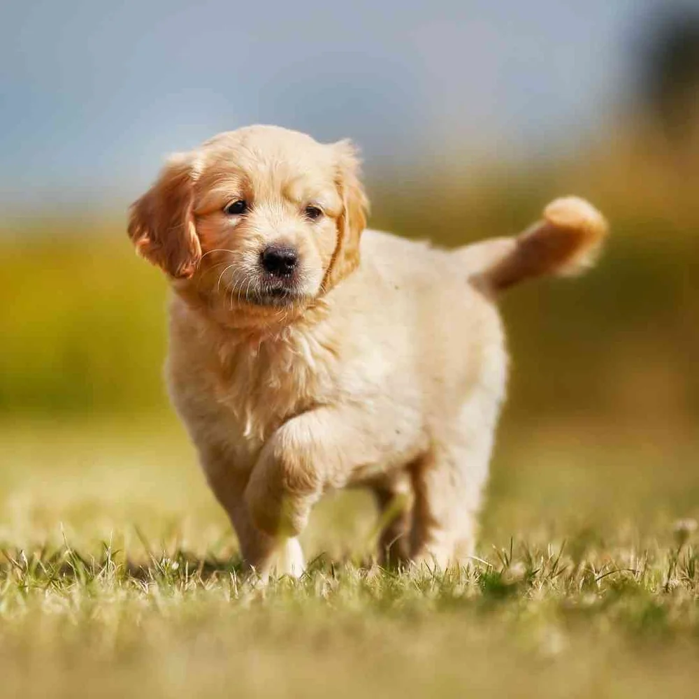 Training Golden Retrievers - A Realistic, Honest Golden Retriever Training Guide — Best Mate Dog ...