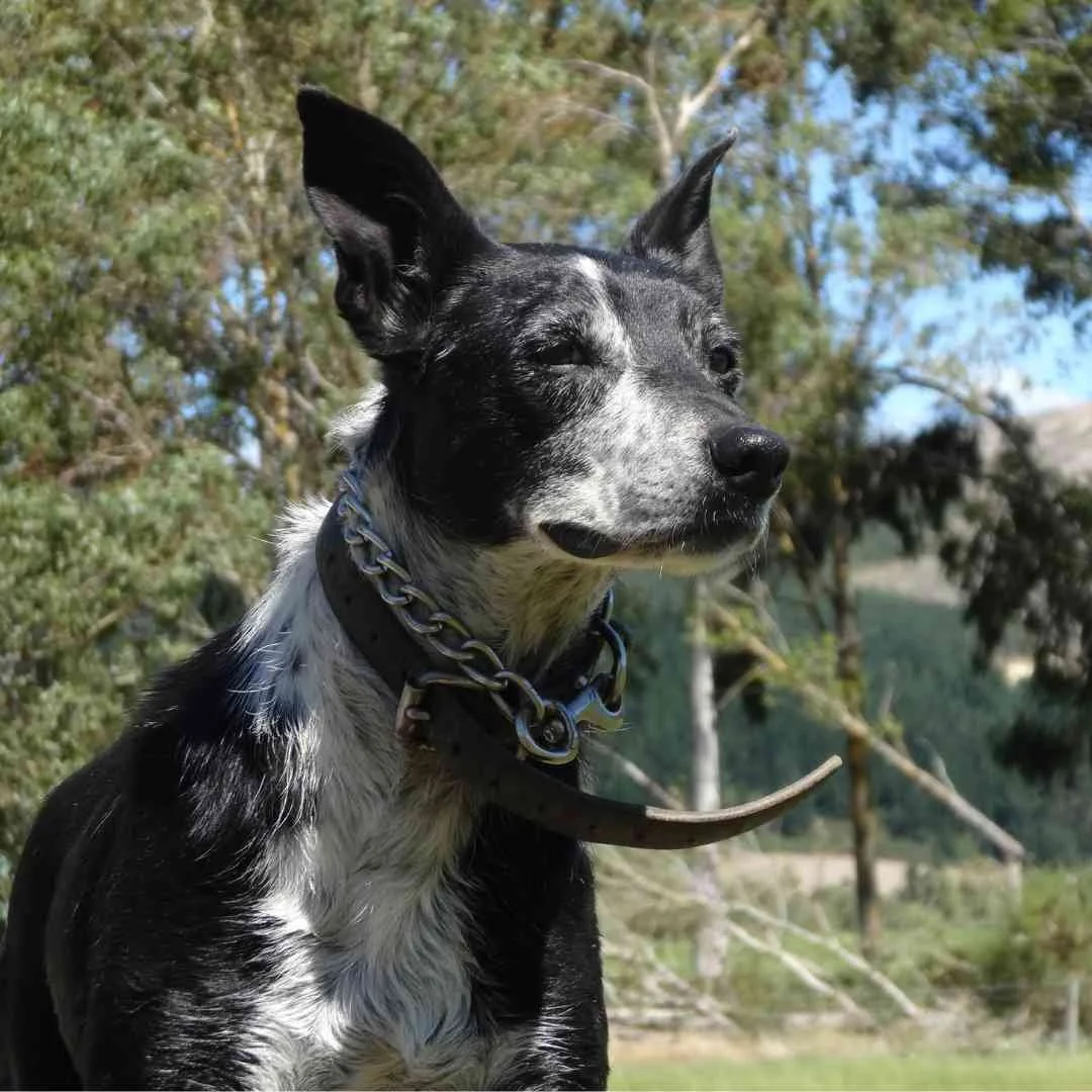 Training Heading Dogs (As Pets) – An Honest NZ Heading Dog Training ...
