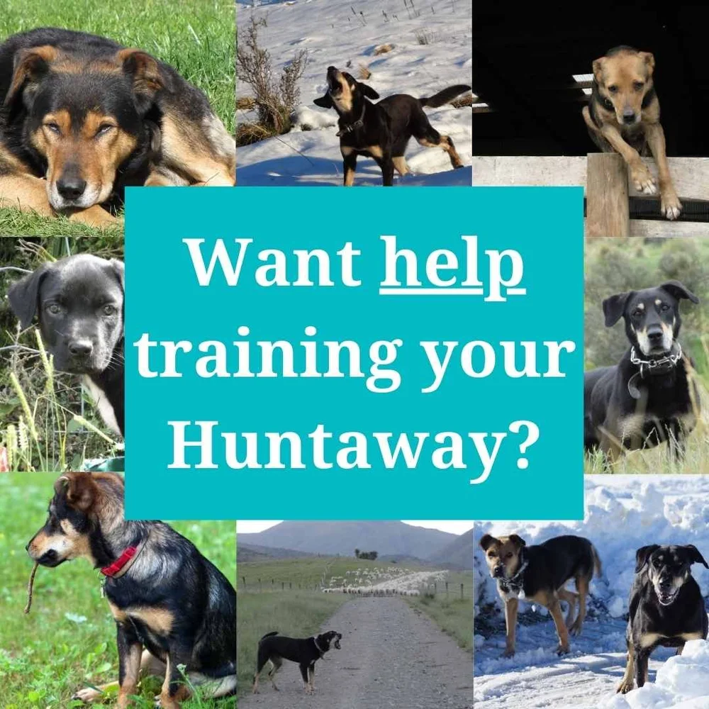 Huntaway Dog Training (as pets) - a Realistic, Honest Huntaway Training ...
