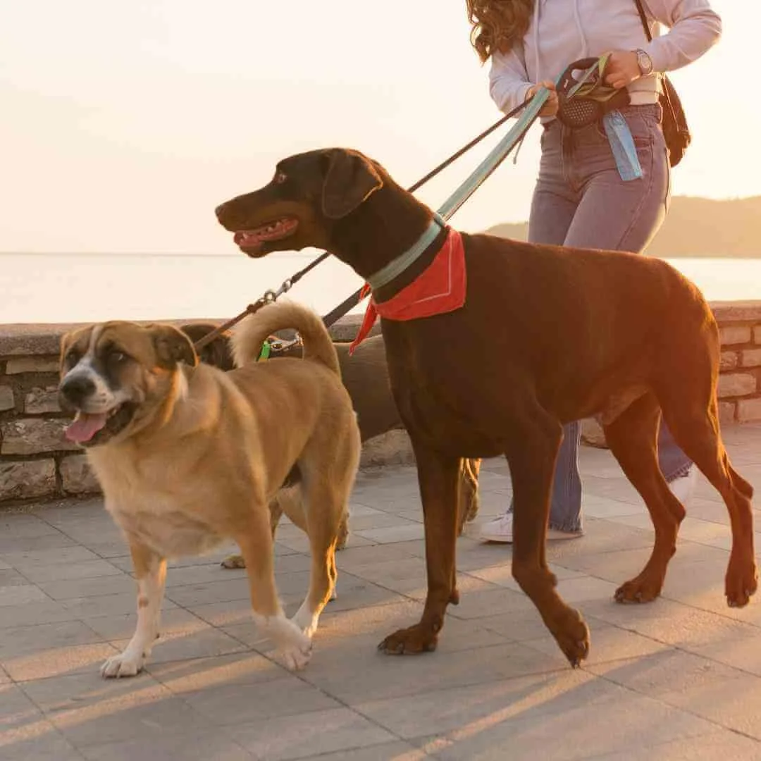 Dog Training for Adult Dogs - A Realistic, Honest Adult Dog Training ...