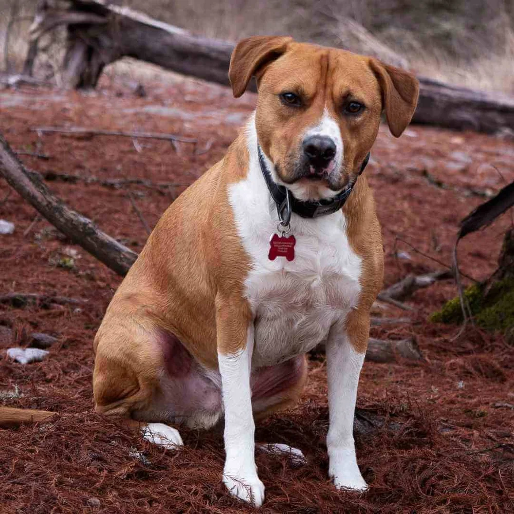 Training a Staffy - a Realistic, Honest Staffy Training Guide — Best ...