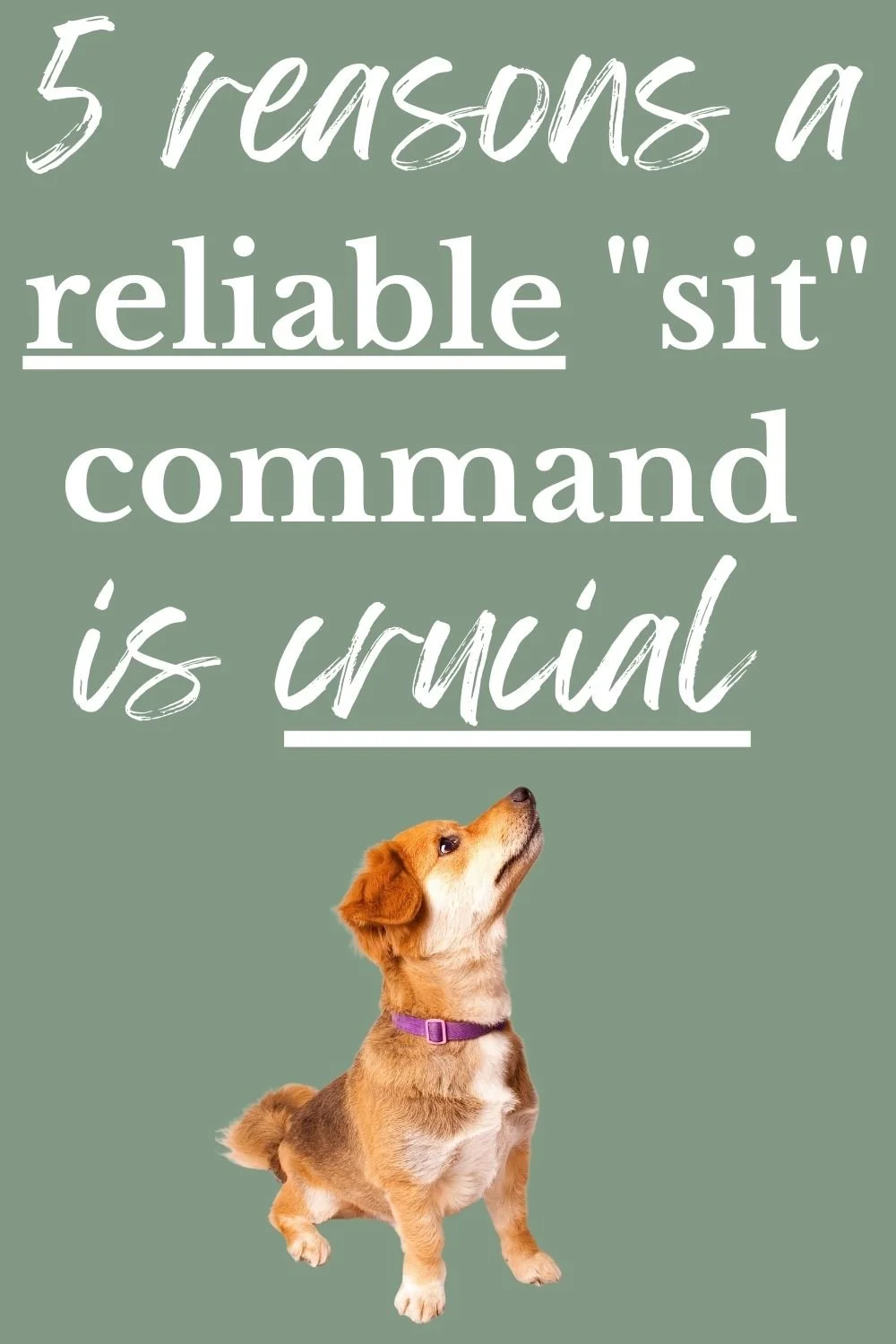 How Do You Train A Dog To Distract Easily