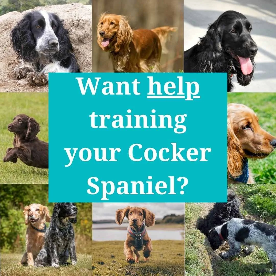 Training Cocker Spaniels - A Realistic, Honest Cocker Spaniel Training ...