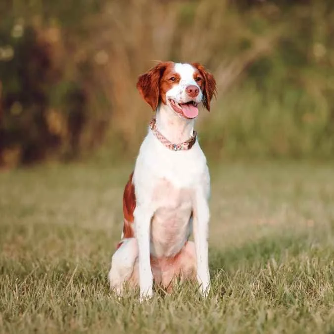 Training Brittanys - The Honest Brittany Training Guide — Best Mate Dog Training | Online Dog ...