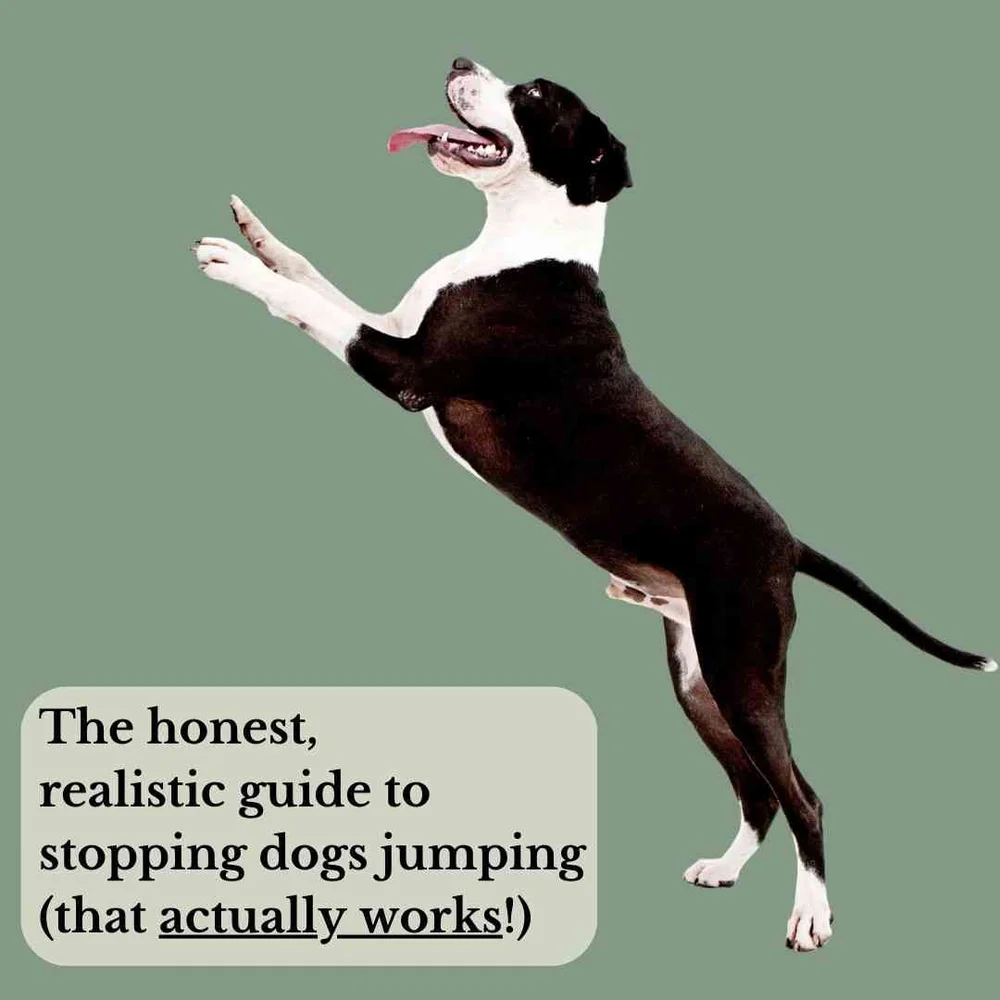 Stopping Dogs Jumping - The Honest, In-Depth Guide to Stop Your Dog ...