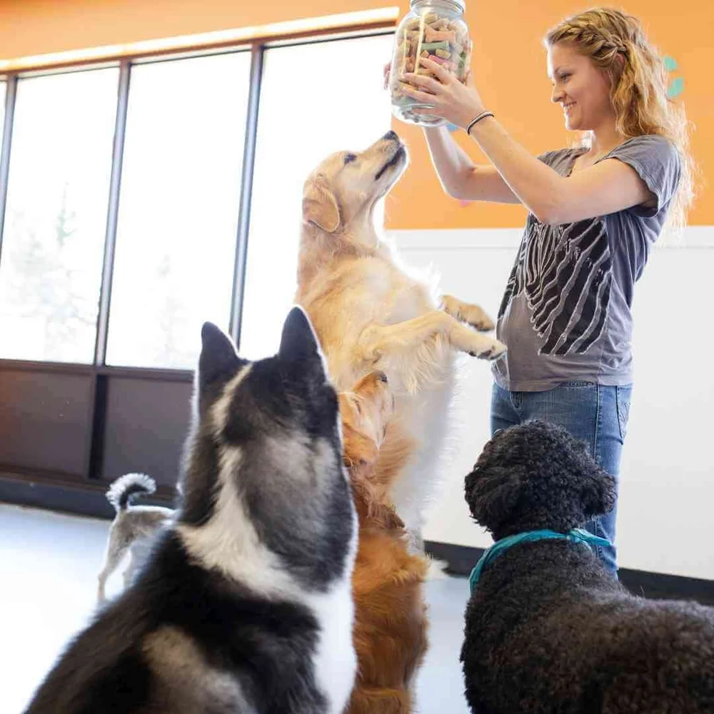 Stopping Dogs Jumping - The Honest, In-Depth Guide to Stop Your Dog ...