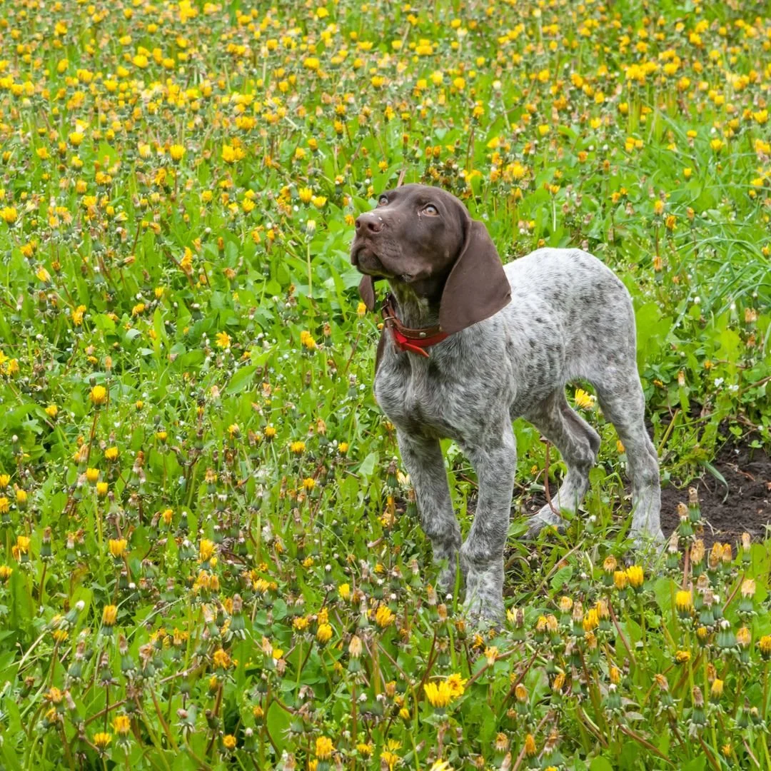 Training GSP - A Realistic, Honest GSP Training Guide — Best Mate Dog ...