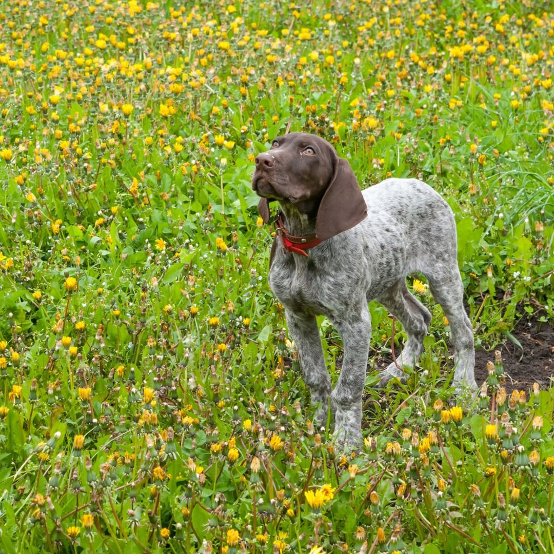 Training GSP - A Realistic, Honest GSP Training Guide — Best Mate Dog ...