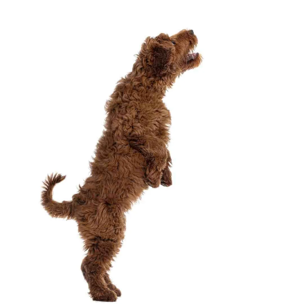Training Labradoodles - A Realistic & Honest Labradoodle Training Guide ...