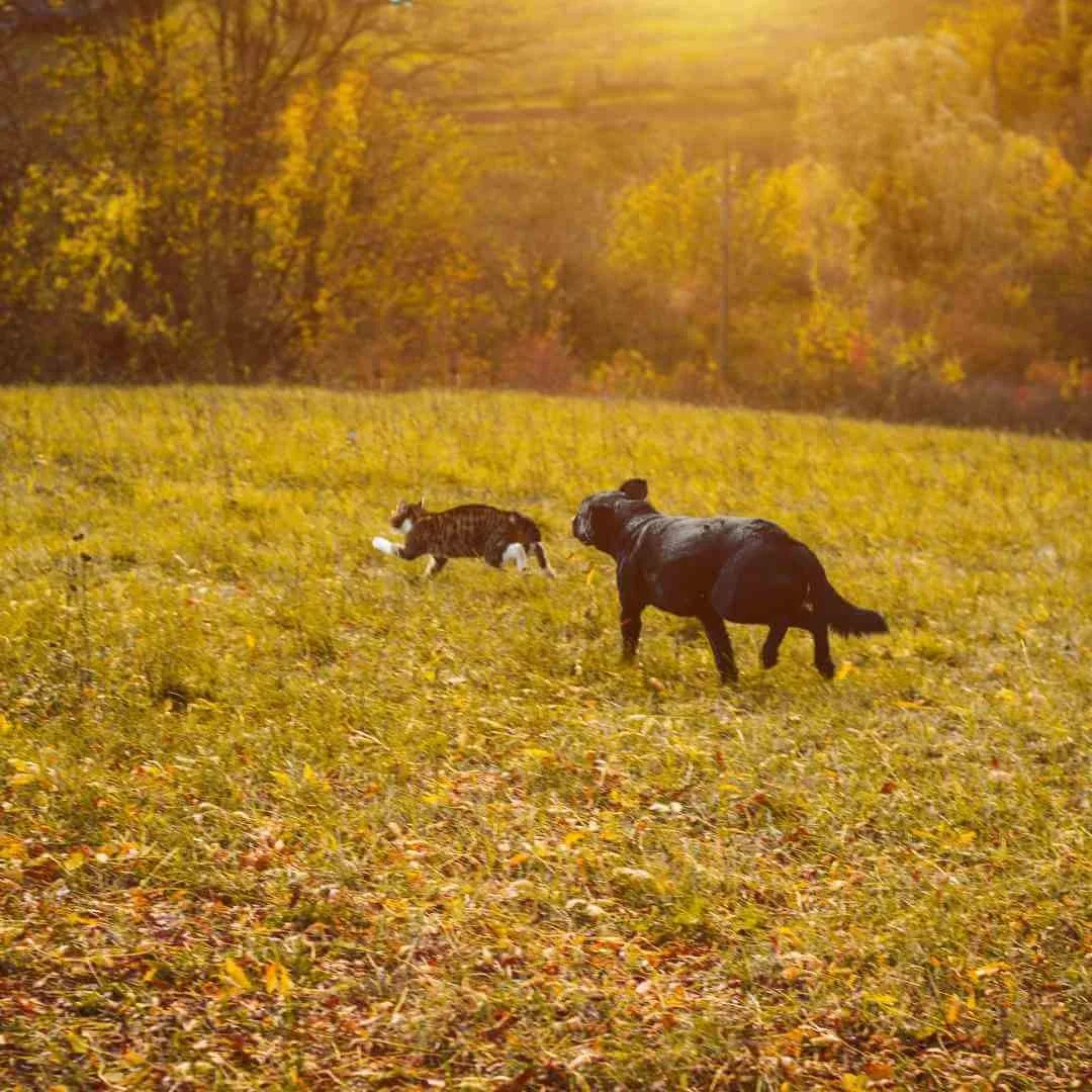 The honest, in-depth guide to stopping your dog chasing cats — Best ...