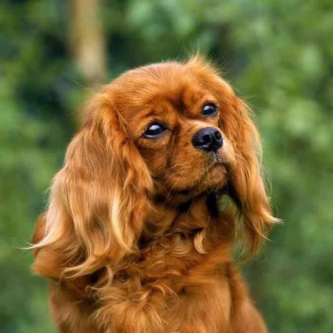 Training Cavalier King Charles Spaniels – The Honest Guide to Training ...
