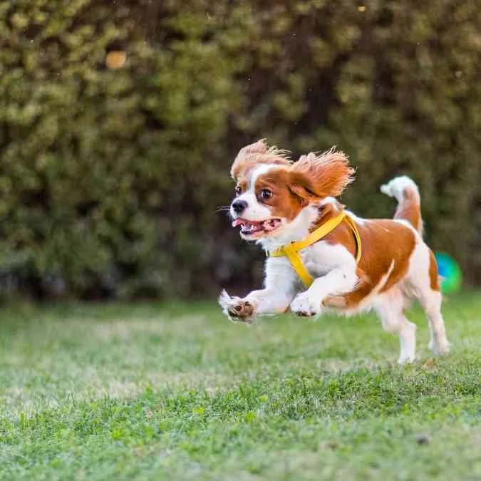 Training Cavalier King Charles Spaniels – The Honest Guide to Training ...