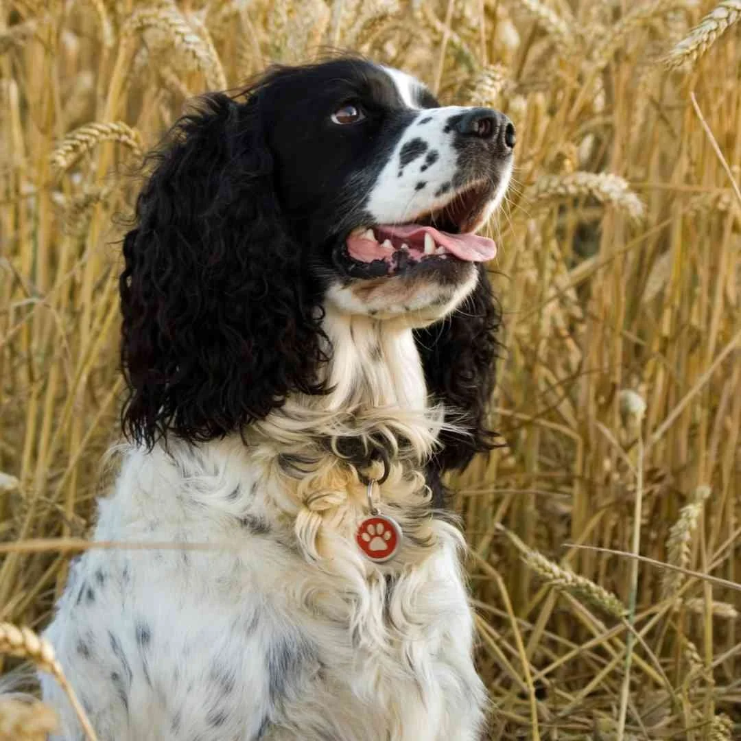 Springer Spaniel Dog Training - A Realistic, Honest Springer Spaniel ...