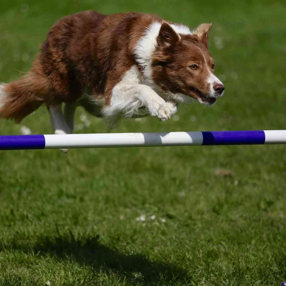 Dog Training for Adult Dogs - A Realistic, Honest Adult Dog Training ...