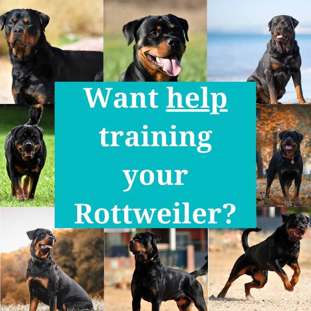 Training Rottweilers - An Honest, Realistic Rottweiler Training Guide ...