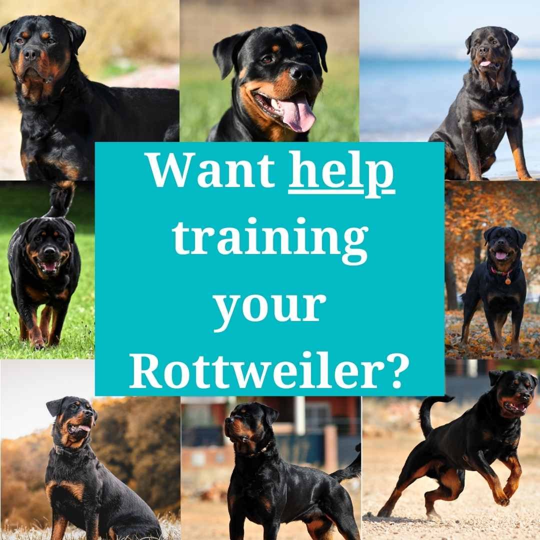 Training Rottweilers - An Honest, Realistic Rottweiler Training Guide ...