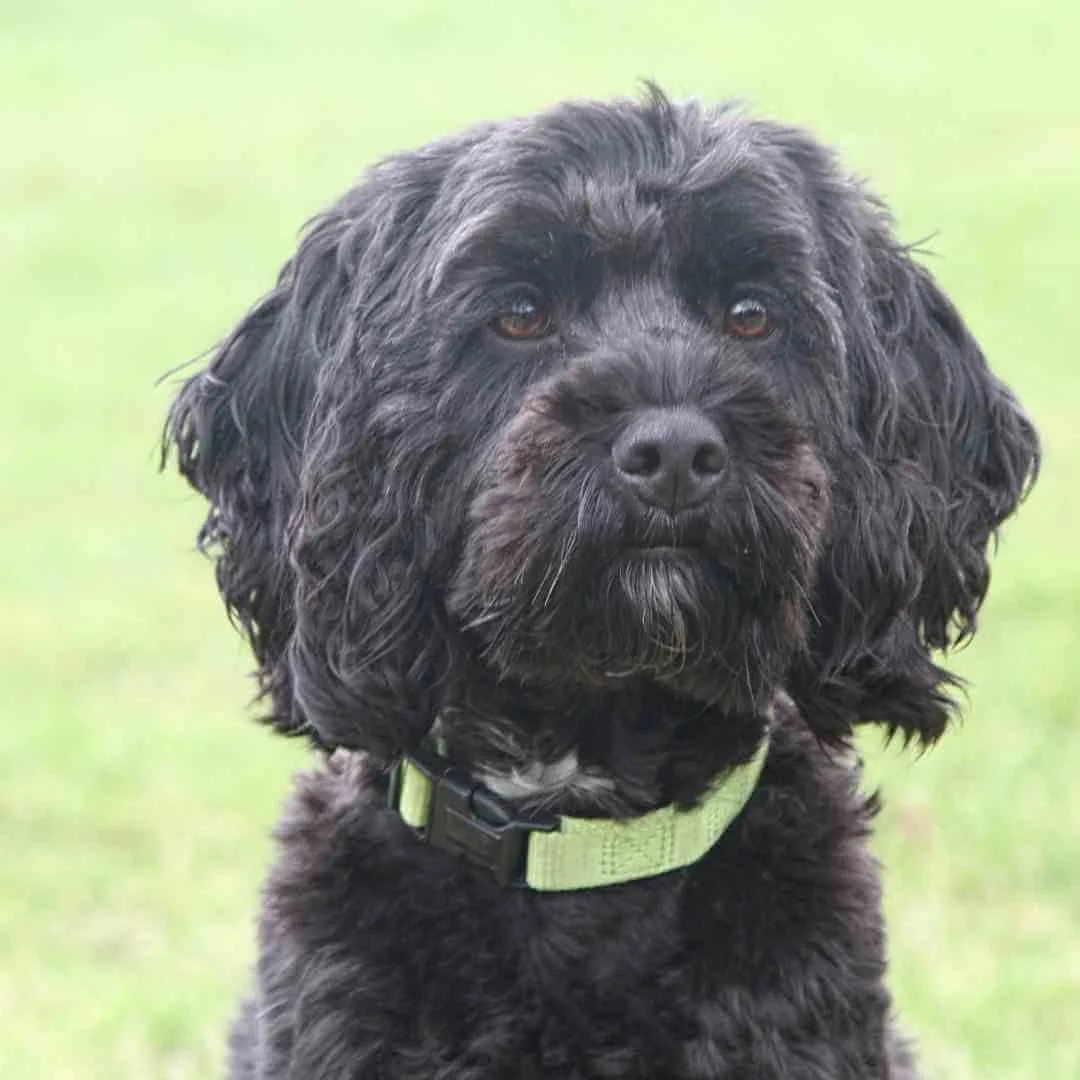 An Honest Guide to Cockapoo Pros and Cons — Best Mate Dog Training ...