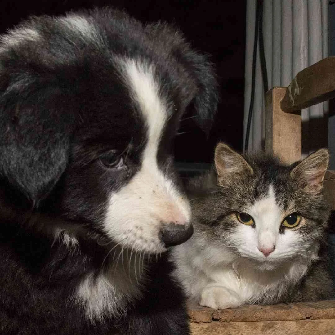 Training a Border Collie - a Realistic, Honest Border Collie Training ...
