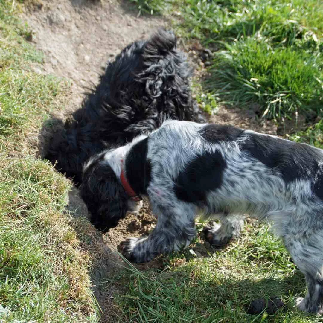 Training Cocker Spaniels - A Realistic, Honest Cocker Spaniel Training ...
