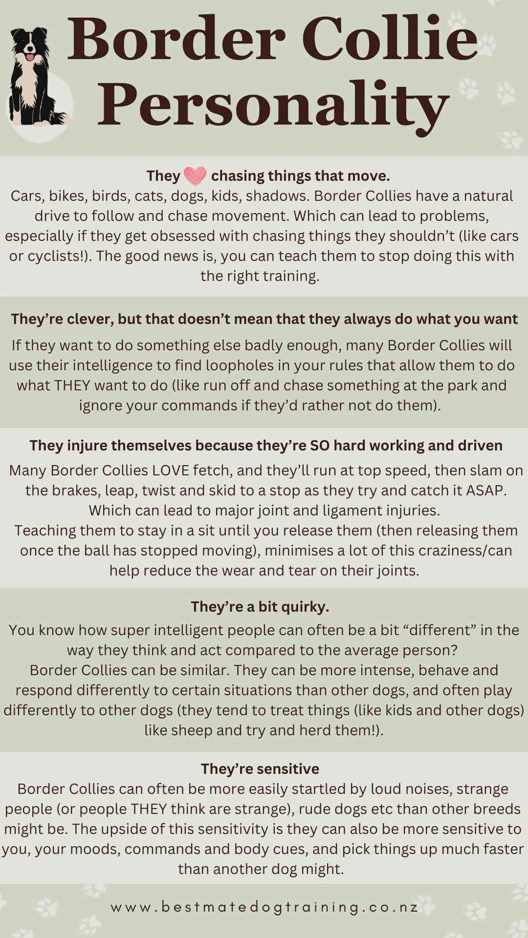 Training a Border Collie - a Realistic, Honest Border Collie Training ...