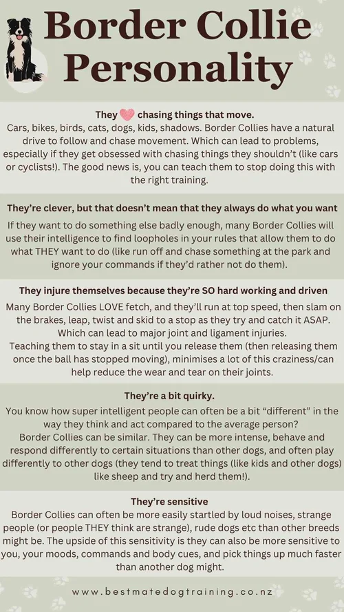 Training a Border Collie - a Realistic, Honest Border Collie Training ...