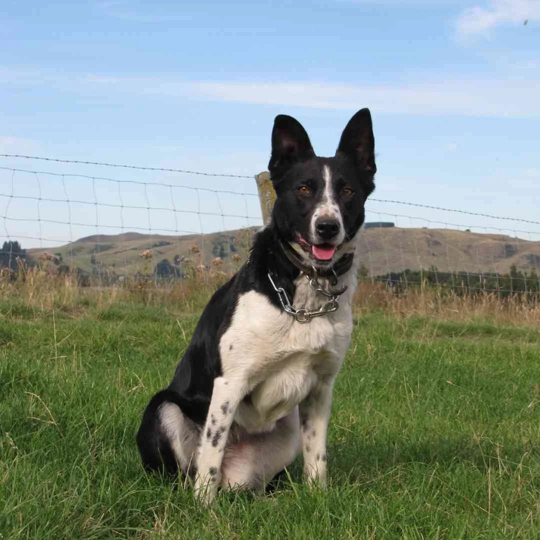 Training Heading Dogs (As Pets) – An Honest NZ Heading Dog Training ...